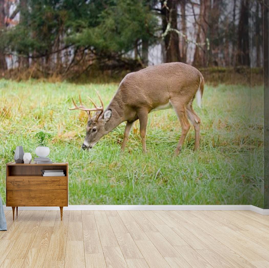 Whitetail Deer Field Wallpaper Profil Untuk Sinking Creek Whitetails
