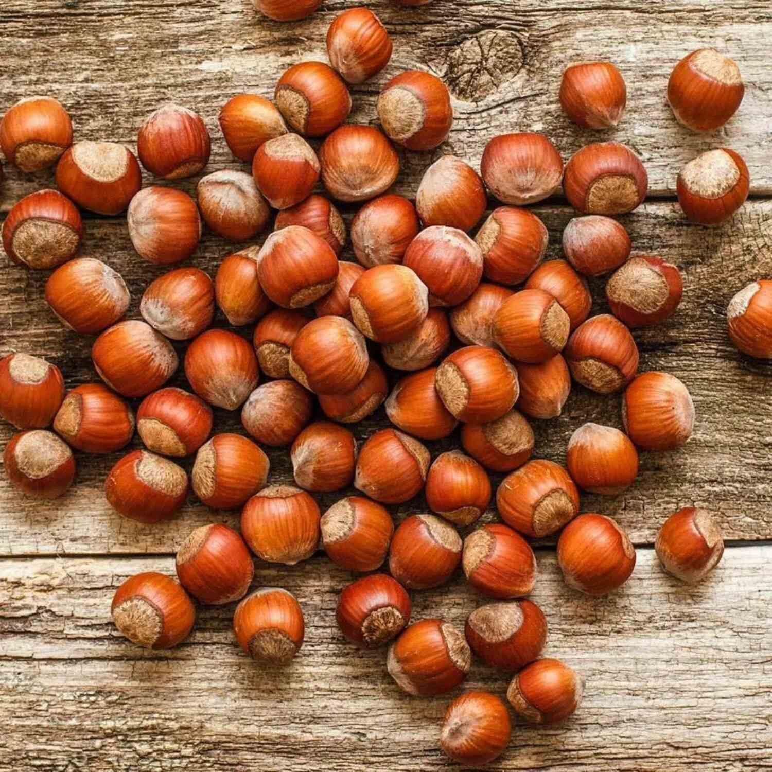 Amazon.com: 20 Seeds - American Hazelnut Tree Seeds - Filbert Corylus ...