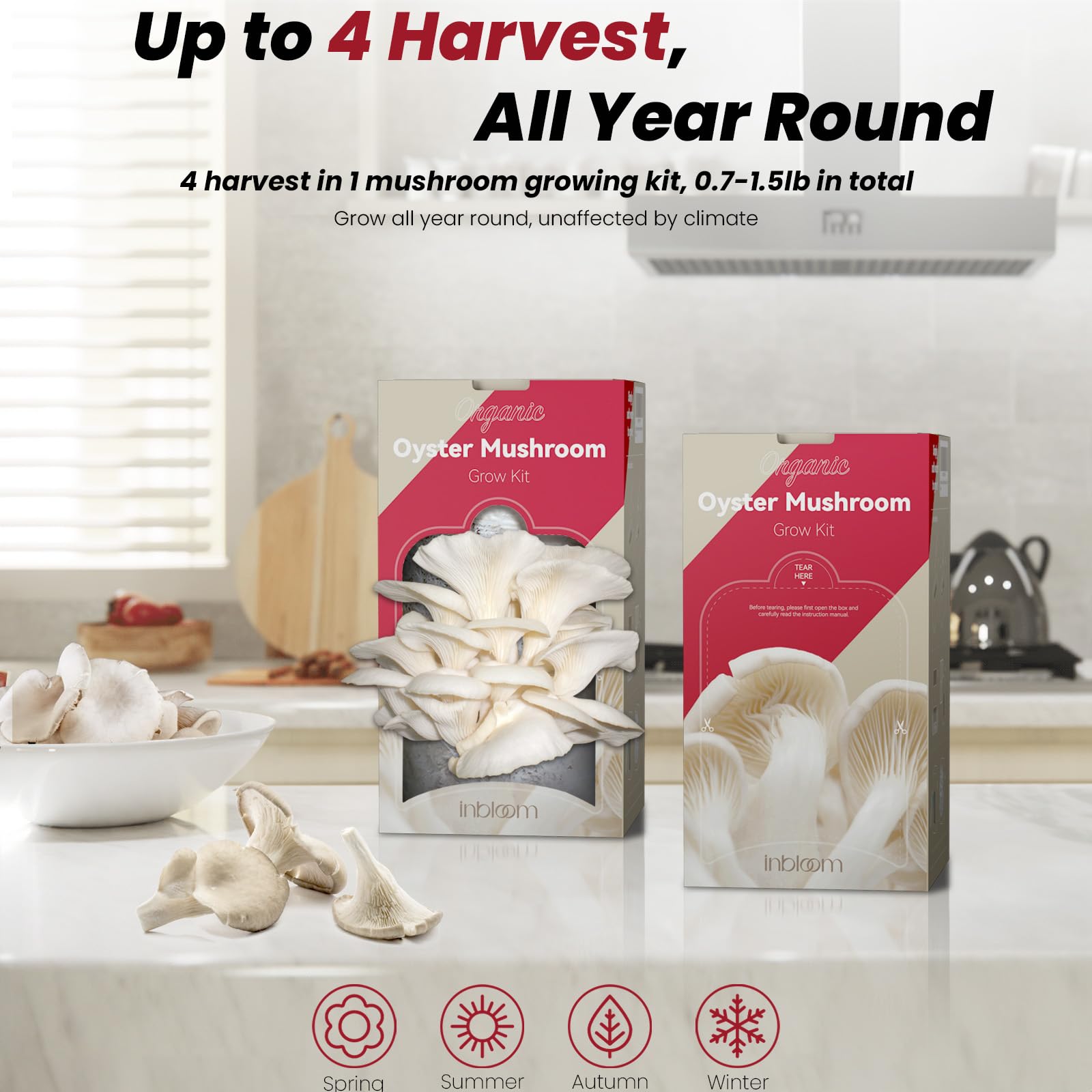Snapklik.com : Inbloom Large Organic Oyster Mushroom Growing Kit