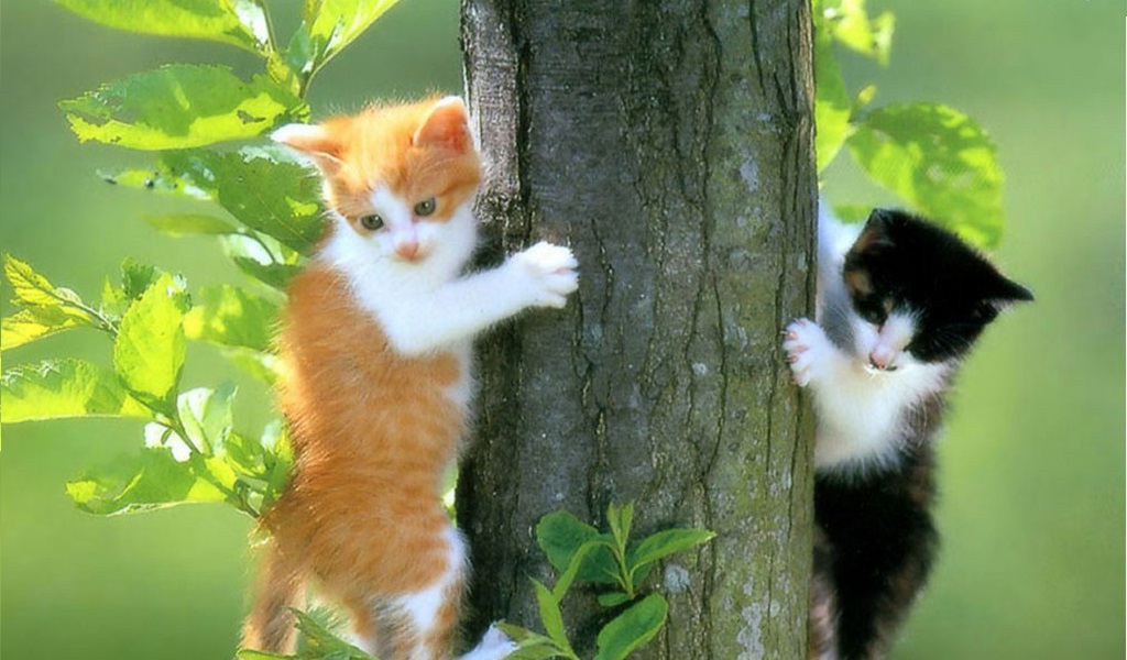 Animal Rescue - App on the Amazon Appstore
