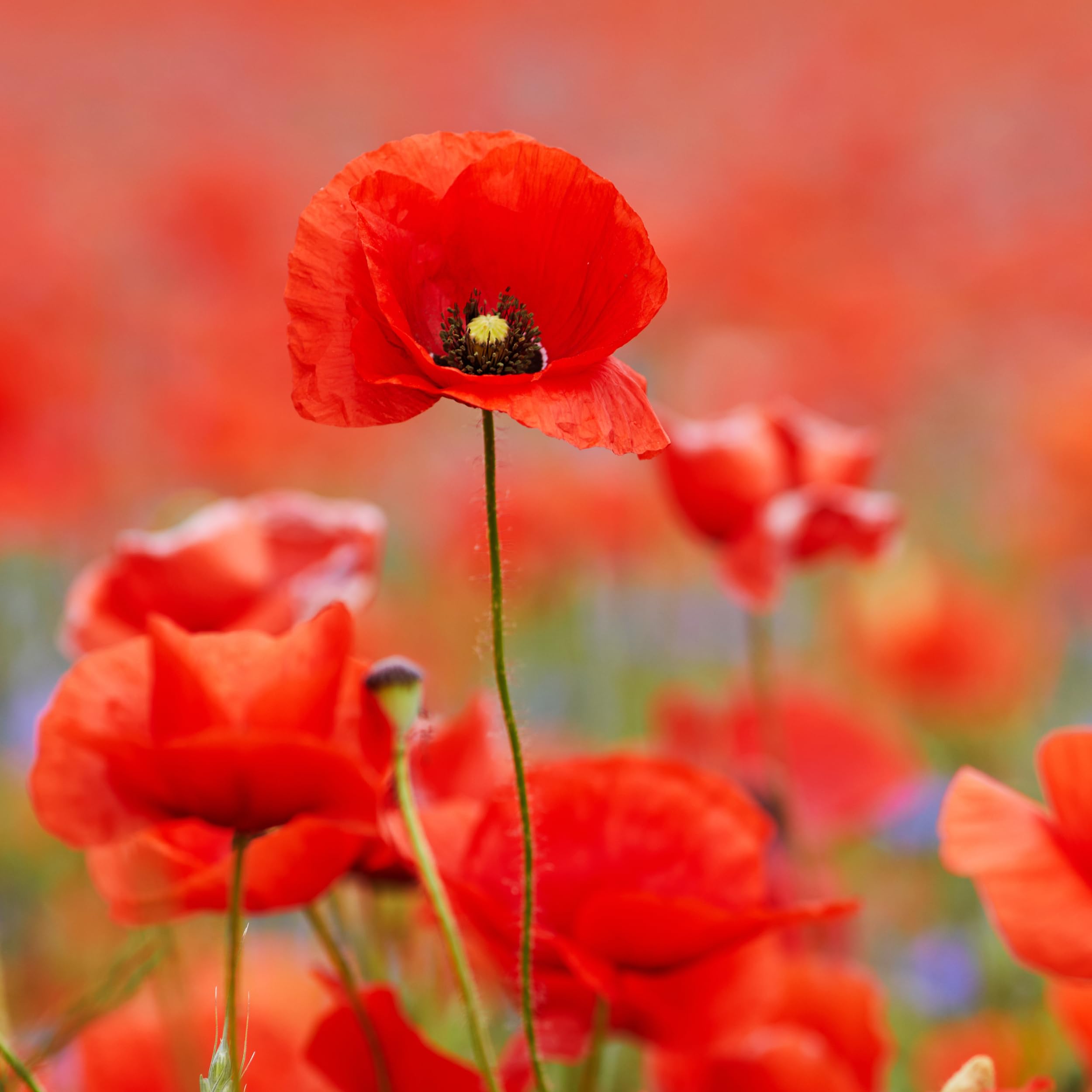 Red Field Poppy Seeds - 2000 Native UK Wild Flower Seeds for Attracting ...