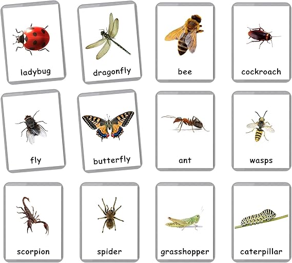 Amazon.com: Generic Insects Bugs Flash Cards | 28 Laminated Flash Cards ...