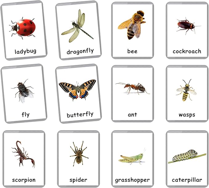 Amazon.com: Generic Insects Bugs Flash Cards | 28 Laminated Flash Cards ...