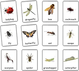 Amazon.com: Generic Insects Bugs Flash Cards | 28 Laminated Flash Cards ...