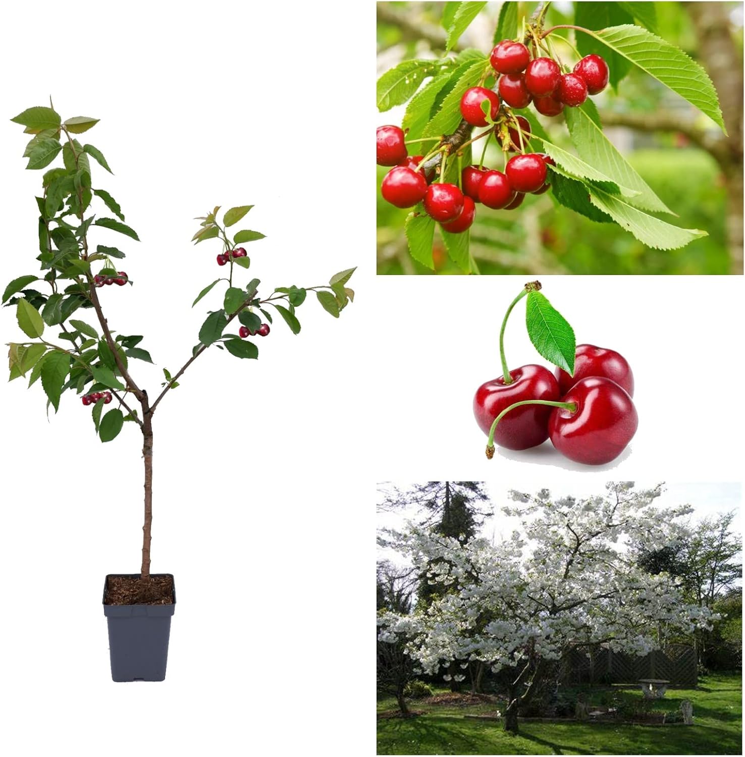 Cherry Tree - Prunus avium 'Stella' - Patio Fruit Tree 2-4ft in 5 Litre ...