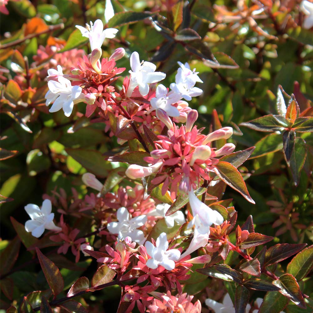Buy Abelia grandiflora Francis Mason Glossy Abelia Hardy Shrub Attracts ...