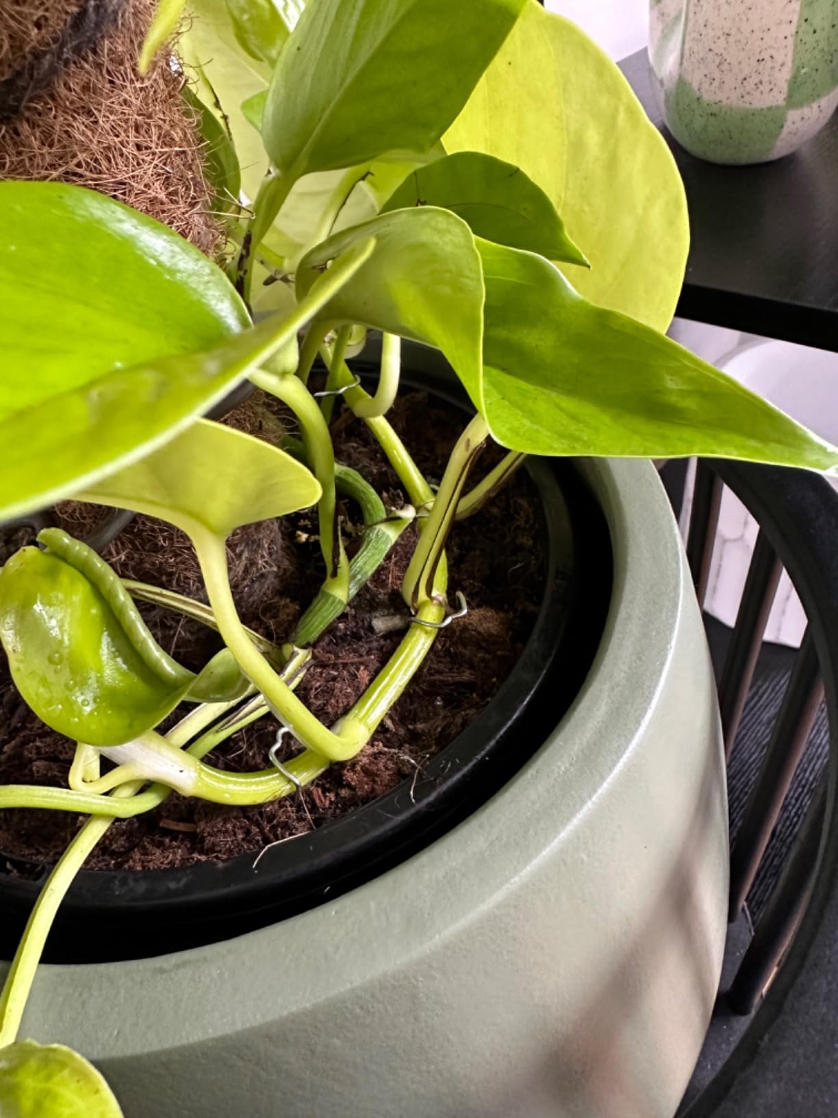 100 Pieces Floral U-Pins, 1.7 Inch Small Craft Plant Pins for Picks ...