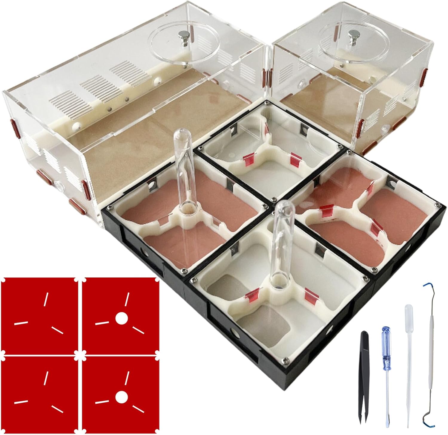 Amazon.com: Ants Footsteps Ant Farm Nest Science DIY Terrarium Kit Care ...