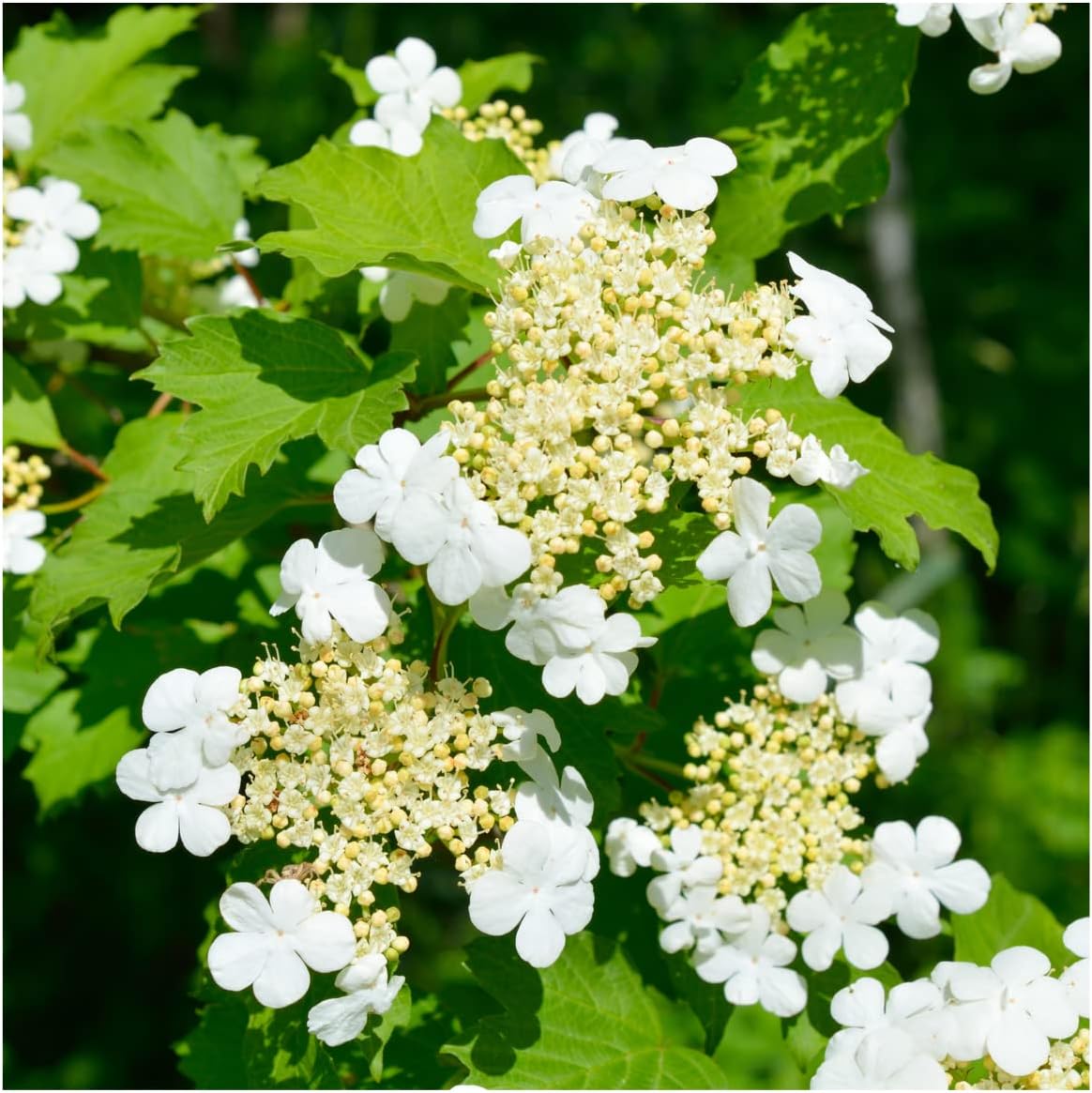 5 Guelder Rose Hedging Plants Viburnum Opulus Native Hedge,Flowers ...