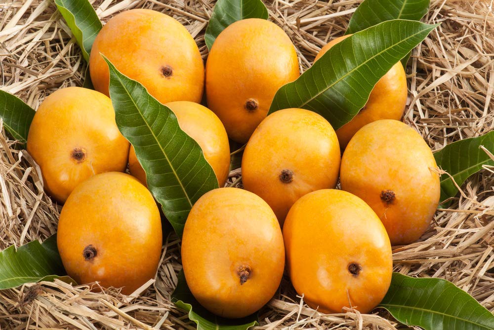 Kraft Seeds Live Plant Banganapalle Mango Mamidi/mangga Suitable for ...