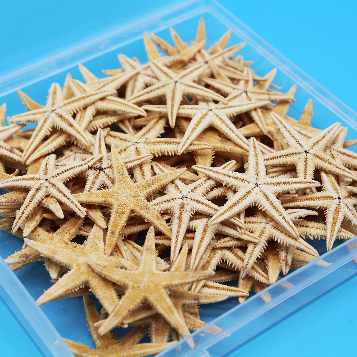 Amazon.com: Kopida 50 Pcs Natural Starfish Star Seashell Beach Craft ...