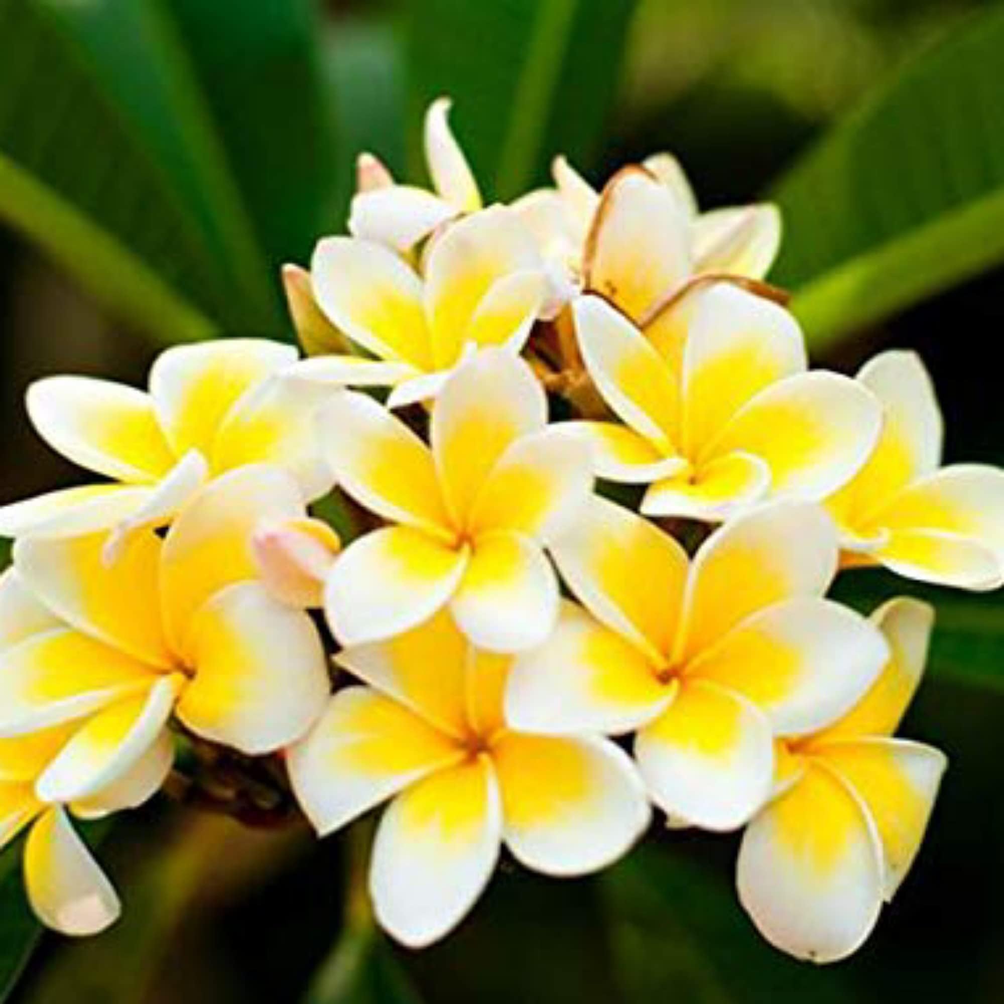 Gurveplantationi Healthy Rare Champa Live Plant Fragrant Blooms Outdoor ...
