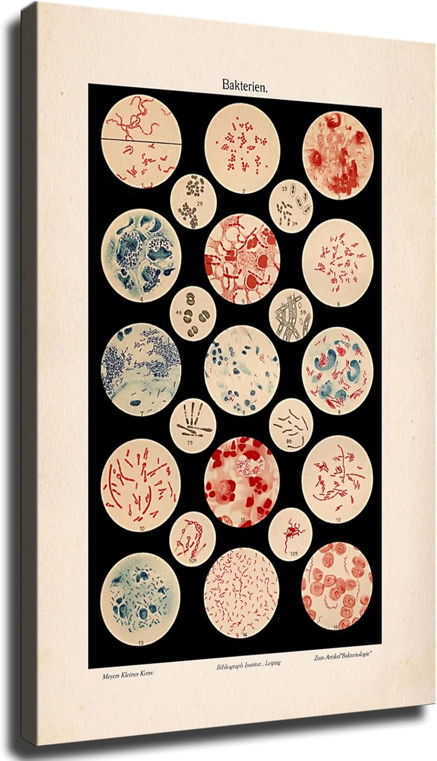 Amazon.com: Lienzo decorativo para pared, diseño de microbiología ...