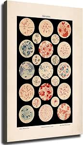 Amazon.com: ZofTig Microbiology Bacteria Microorganisms Wall Art Old ...