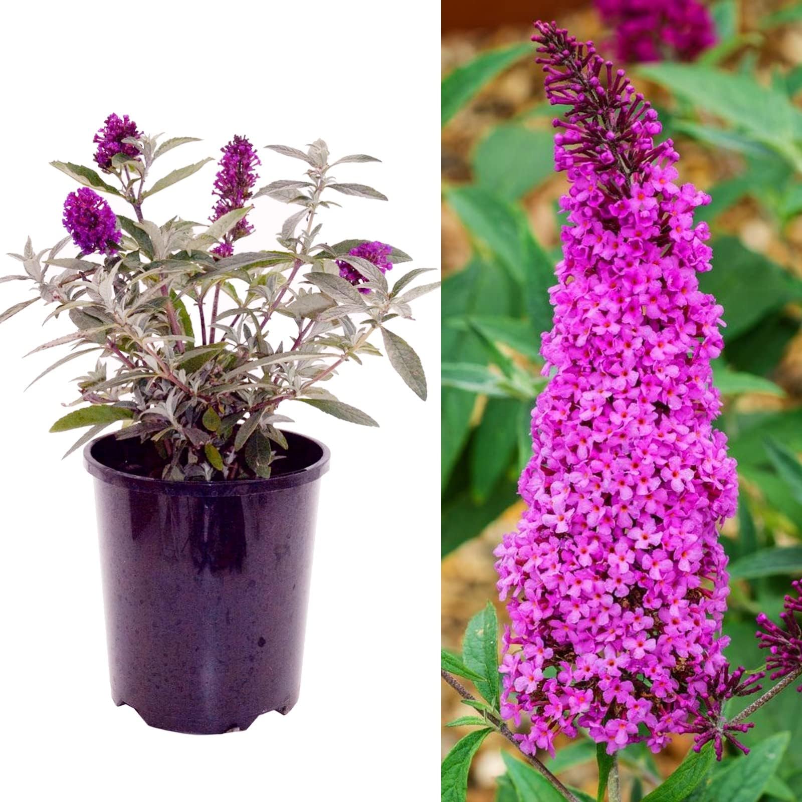 THOMPSON & MORGAN Buddleia Tricolour Bush : Amazon.co.uk: Garden
