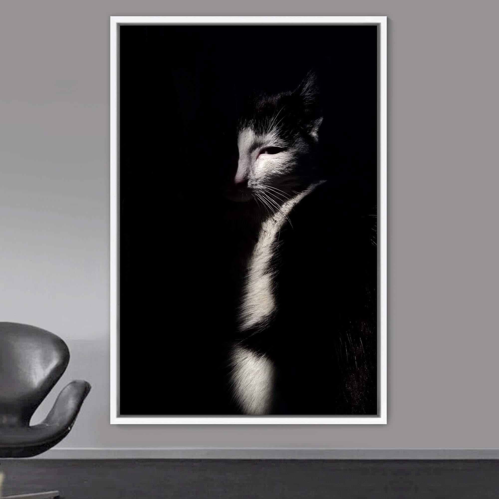 High Contrast Cat Photography