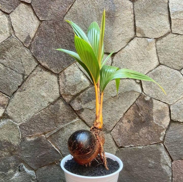 Dwarf coconut tree,tree for dwarf coconut (Pack of 2) : Amazon.in ...
