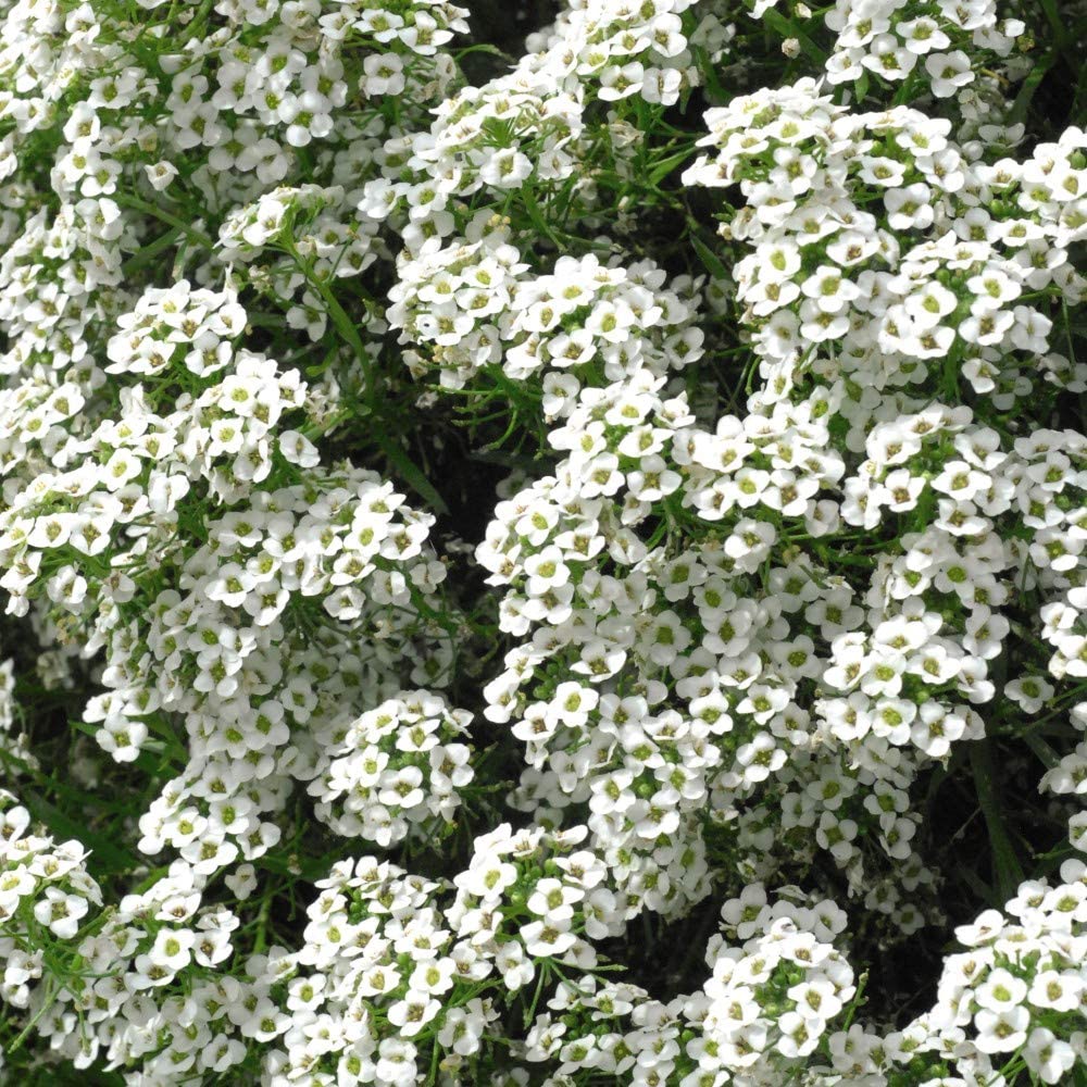 Flower Seed Alyssum Carpet of Snow Hardy Annual Ground Cover Summer ...