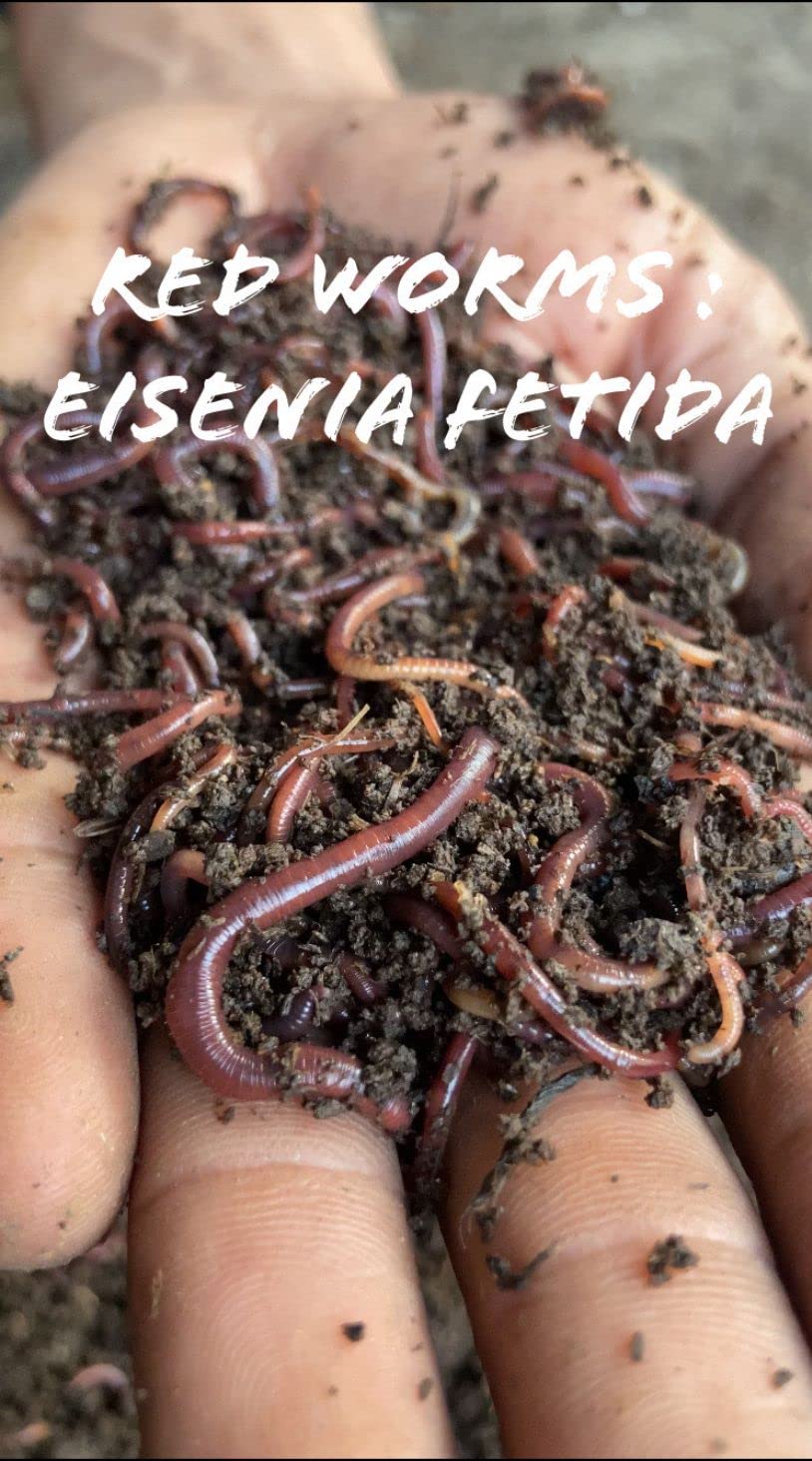 Dhara Organics Earthworm/Kechua 1800+ Live for Compost Making ...