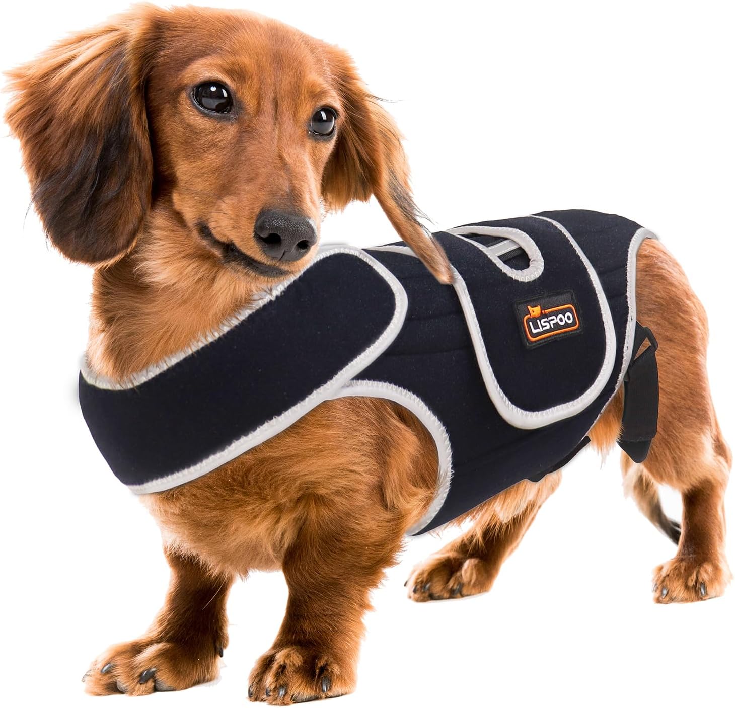 Amazon.com : IVDD Dog Back Brace for Slipped and Herniated Discs - Back ...