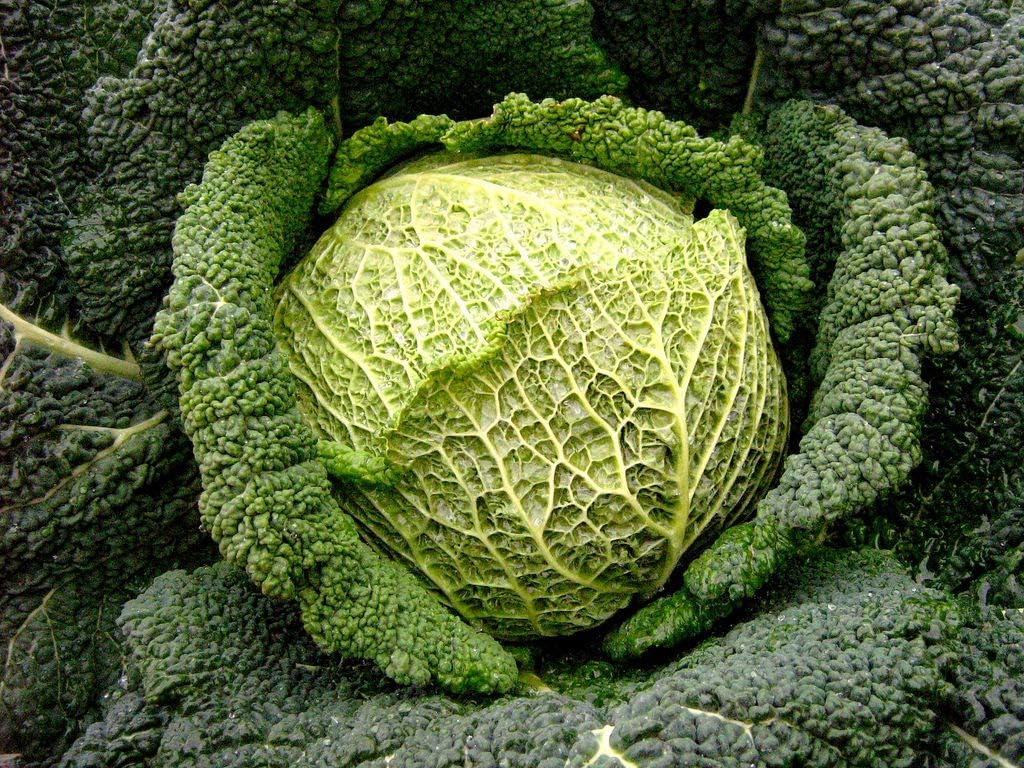 Amazon.com : Seeds Savoy Cabbage Vertus Beautiful Heirloom Vegetable ...