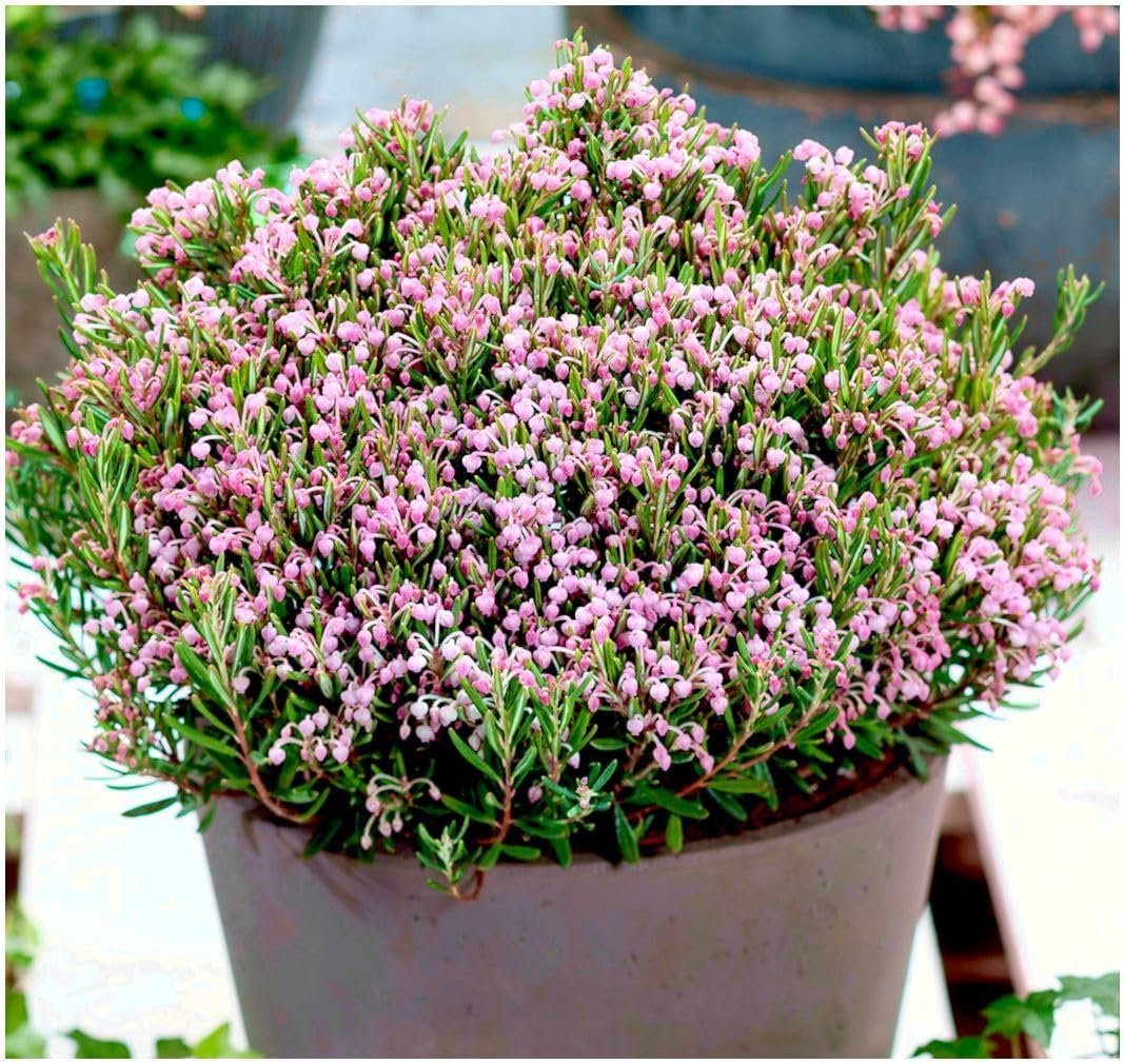 Andromeda polifolia 'Blue Ice' Bog Rosemary : Amazon.co.uk: Garden