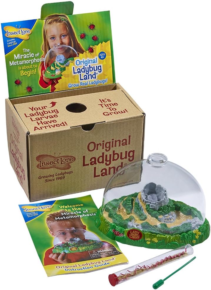 Amazon.com: Insect Lore Live Ladybug Growing Kit Toy - Baby Ladybug ...