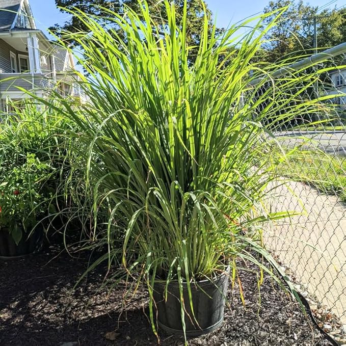 Amazon.com : 1 Big Lemon Grass Plants for Outside, Lemongrass Plants ...
