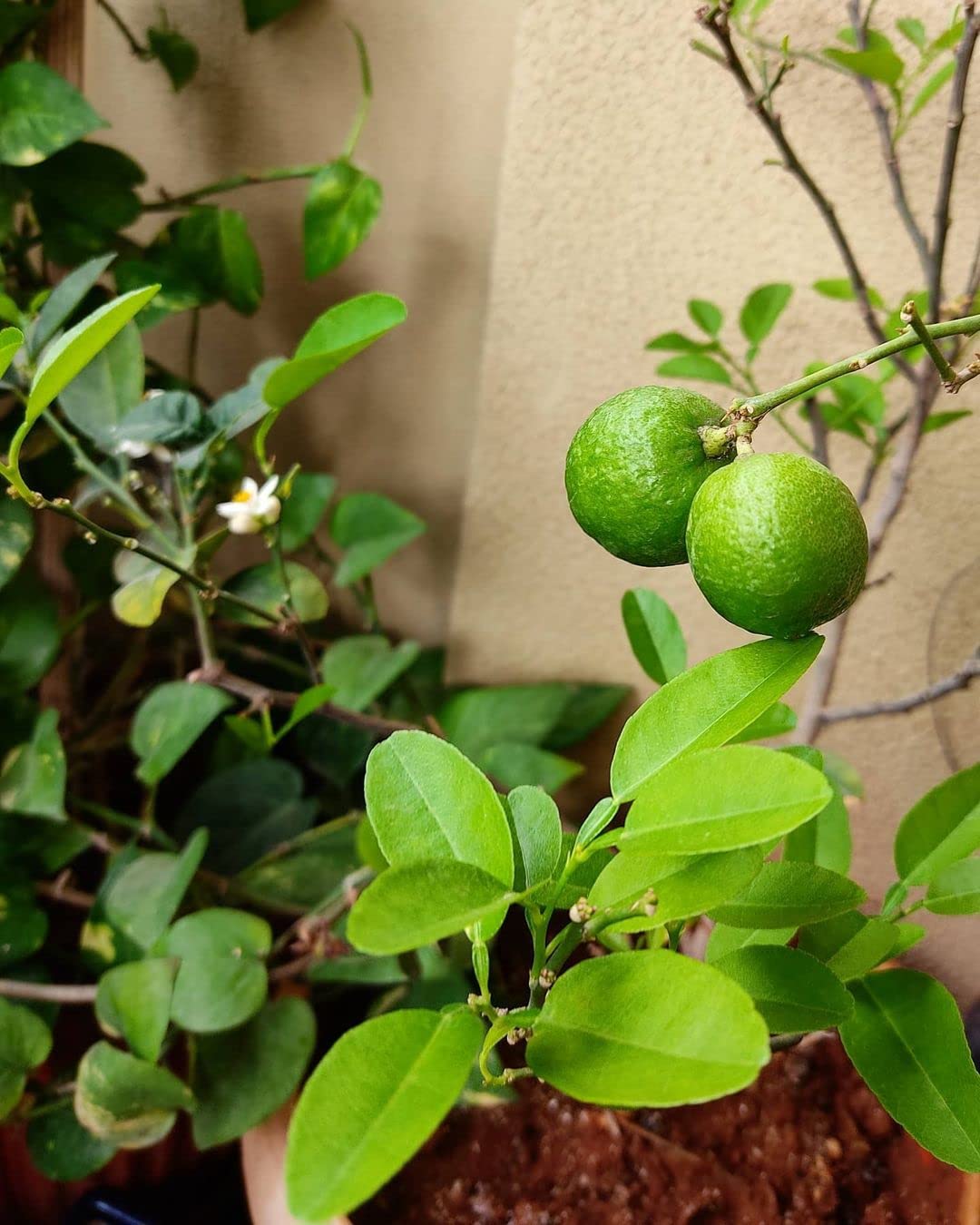 Mphmi Live Plant Nursery NCR Plants Lemon plant Balaji Fruit (Grafted ...