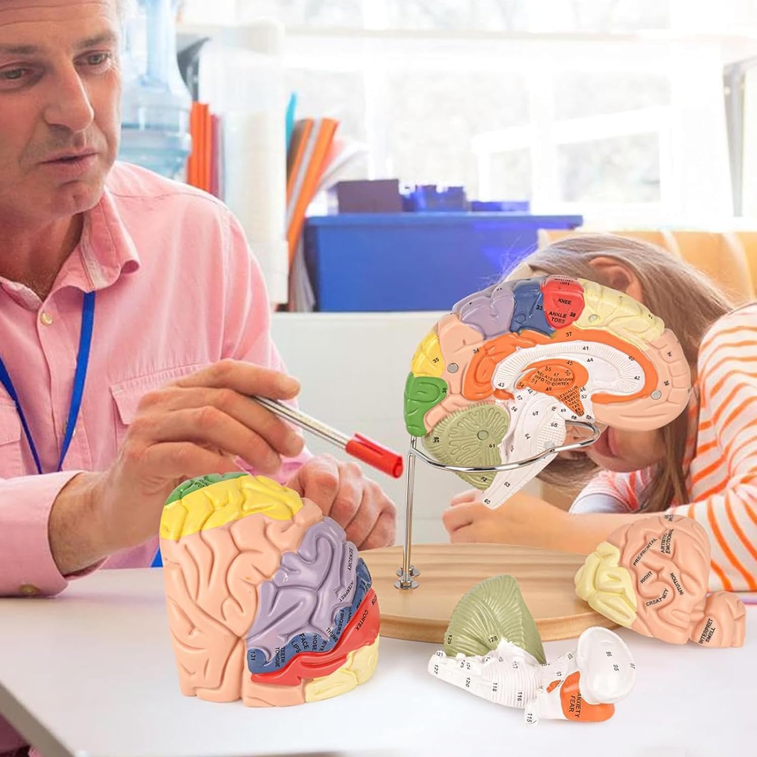 UIGJIOG Colour-Coded Human Brain Model 2X Life-Size Human Brain Model ...