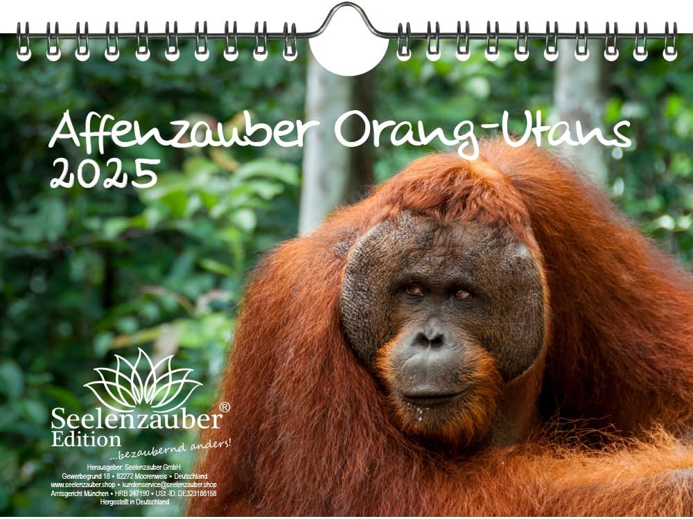 Monkey Magic Orangutans DIN A5 Calendar for 2025 Monkeys - Gift Set ...
