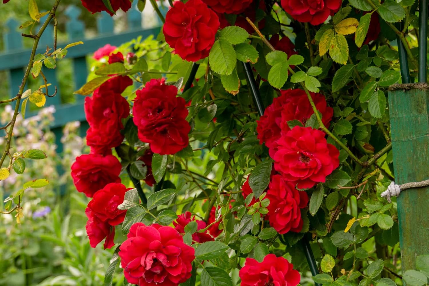 Amazon.com : Scarlet Red Climbing Rose Plant, Ornaments Perennial ...