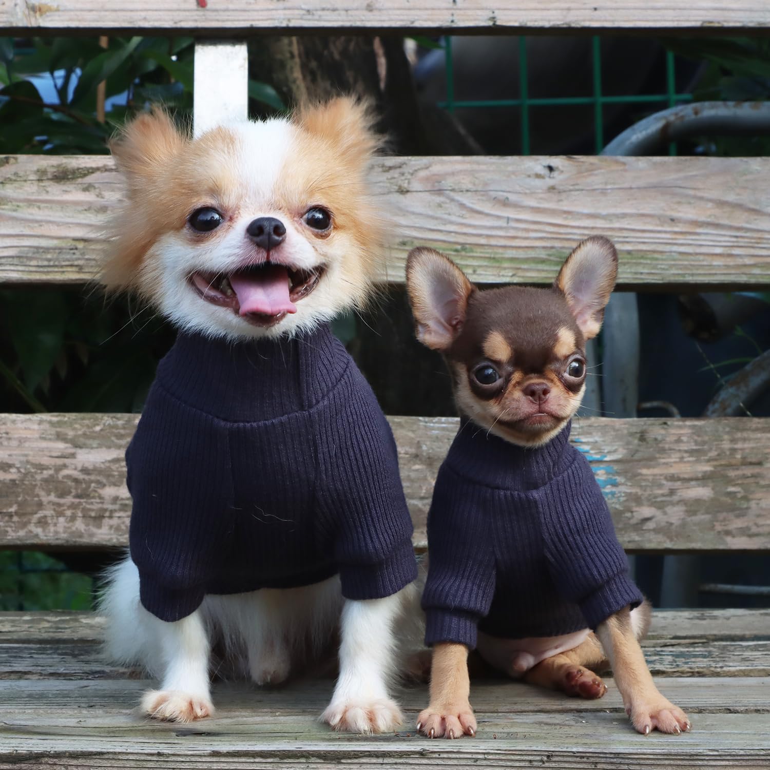 Teacup Yorkie Outfits