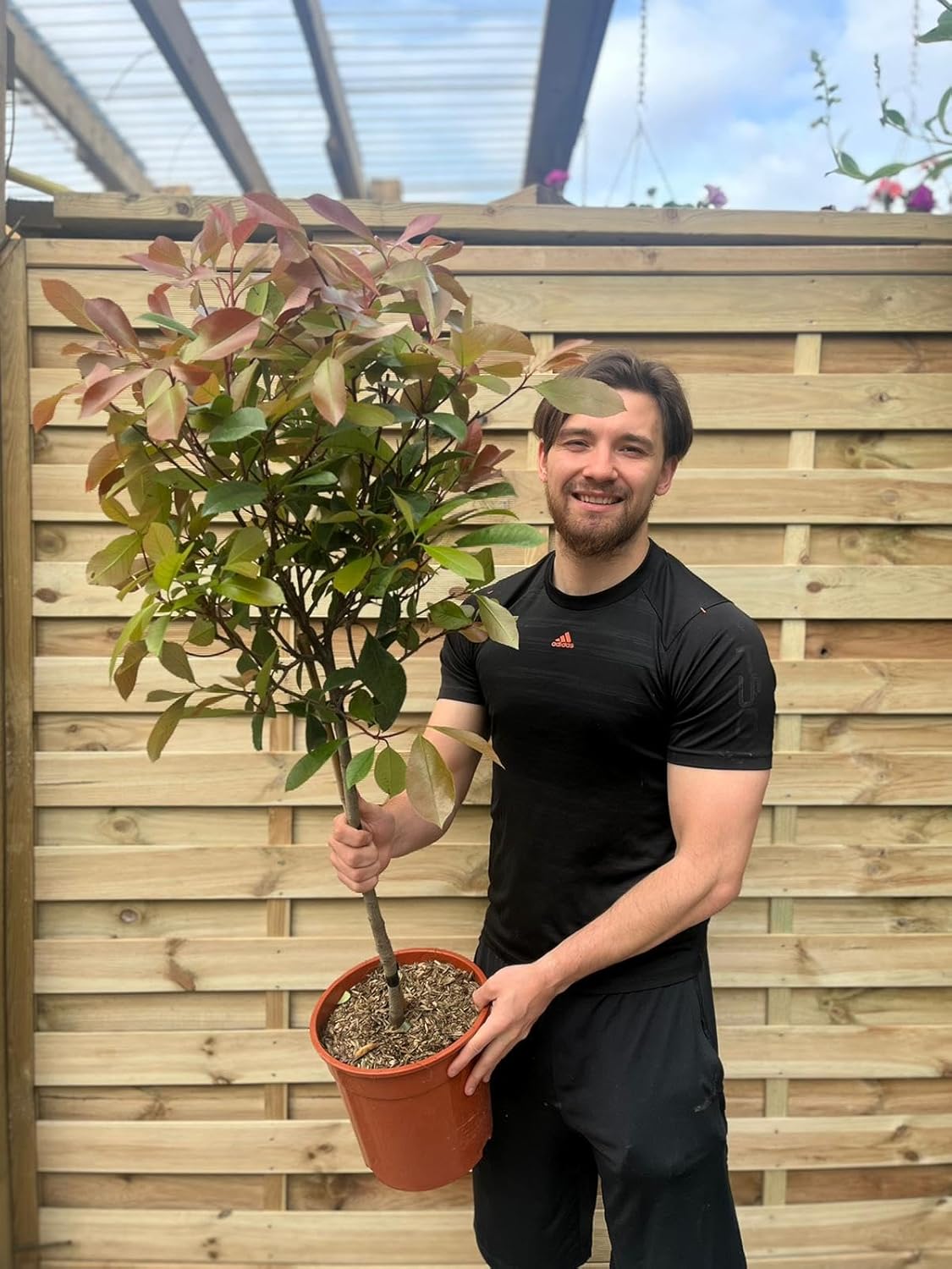 Half Standard Photinia 'Red Robin' 100cm | Hardy Evergreen Tree | Patio ...