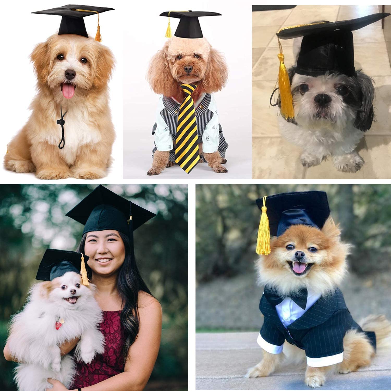 Dog With Graduation Cap Dog Graduation Stock Photos, Images And