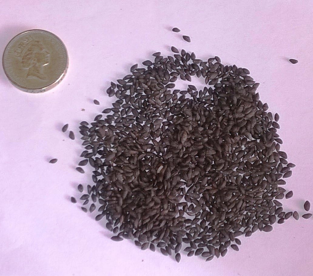Lodgepole Pine, Pinus contorta Conifer Tree Seeds (1000) : Amazon.co.uk ...