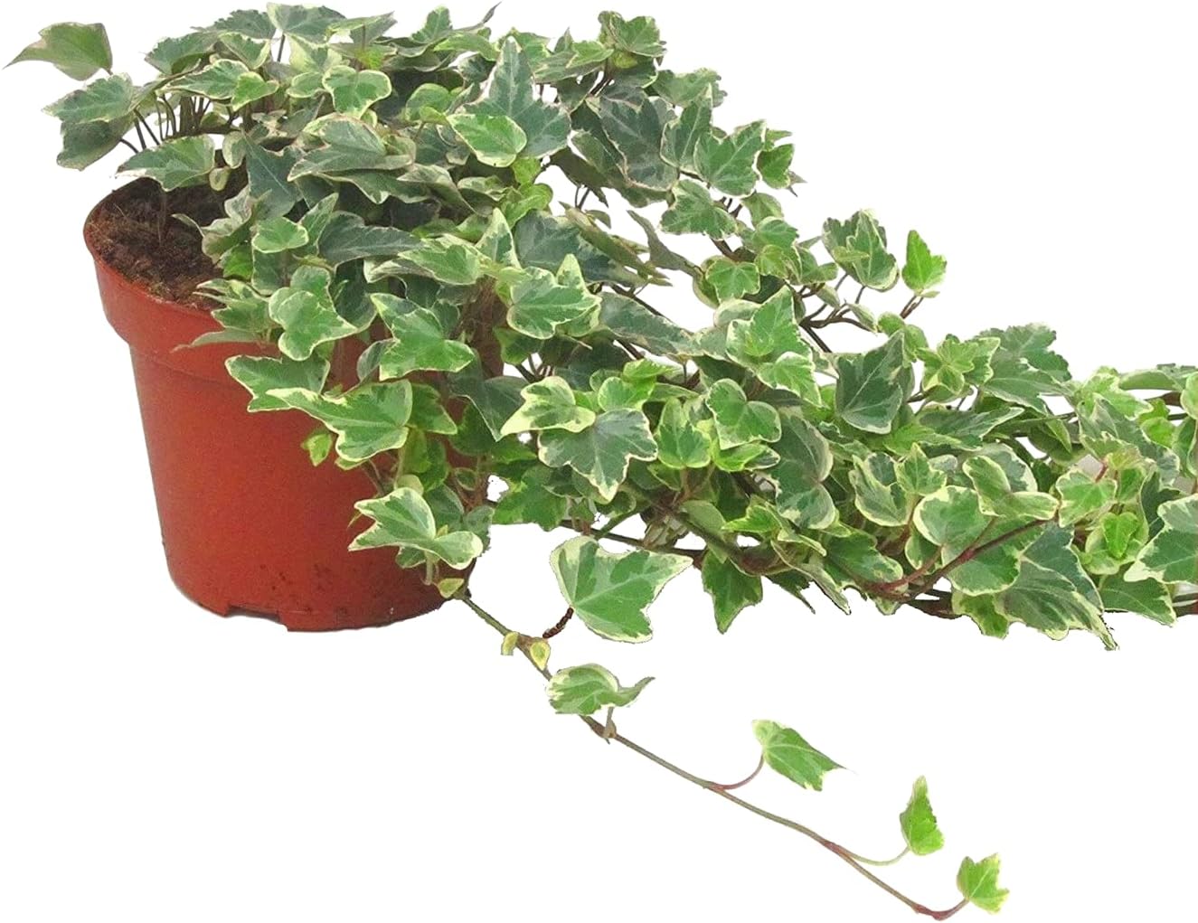 6 x Efeu - Hedera Hibernica 75/100cm : 6 kaufen, 4 bezahlen - 6 ...