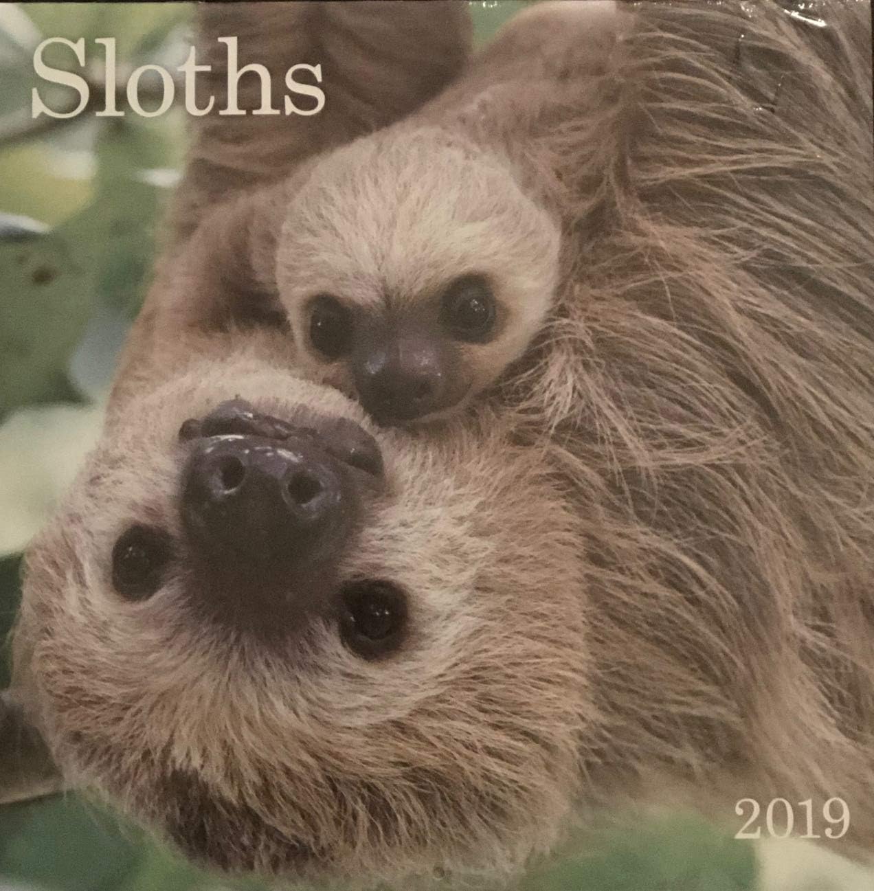 Amazon.com: 2019 Sloth Wall Calendar : Office Products