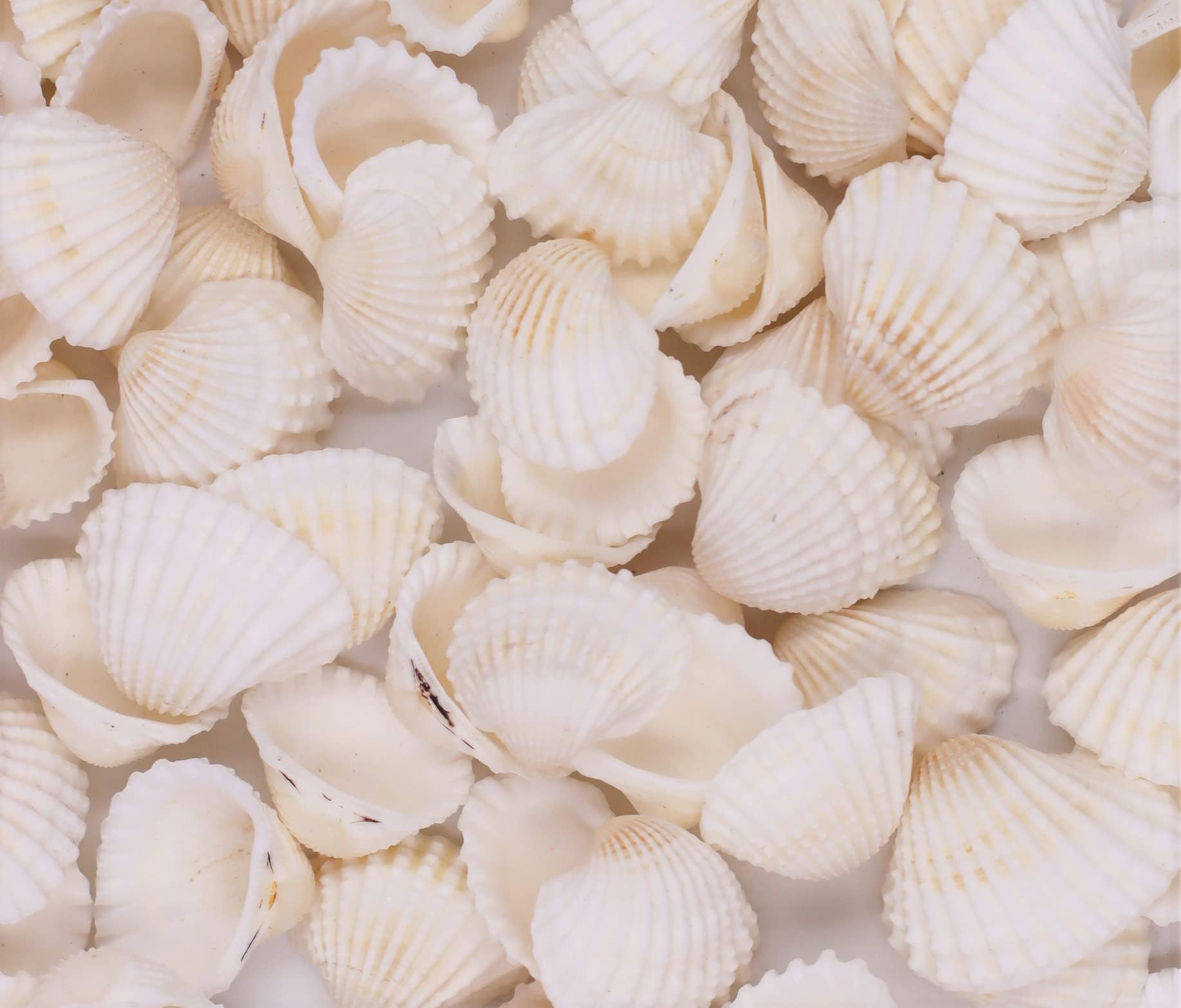 Amazon.com: Goldenvalueable Small White Sea Shells Natural Clam for DIY ...