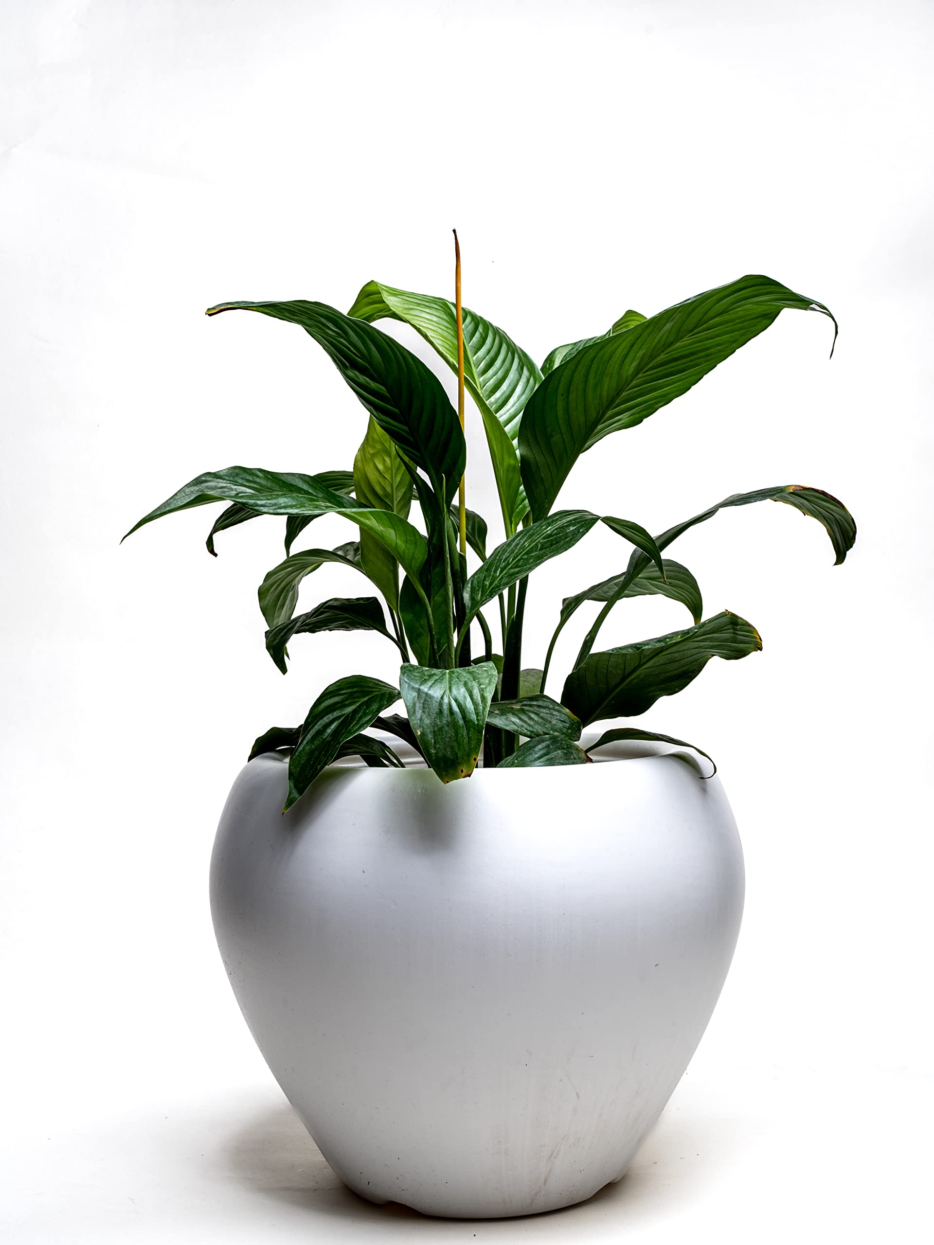 Nested Greens - Apple Pot 14" White | Indoor Plant Container | 14 inch ...