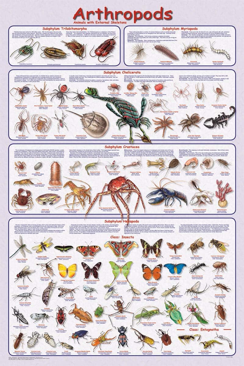 Amazon.com: Arthropods Insects Educational Science Chart Crustacea ...