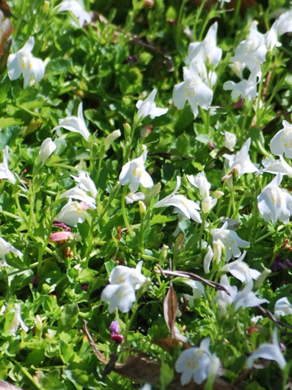 Amazon.com : Perennial Farm Marketplace Mazus reptans (Creeping Blue ...