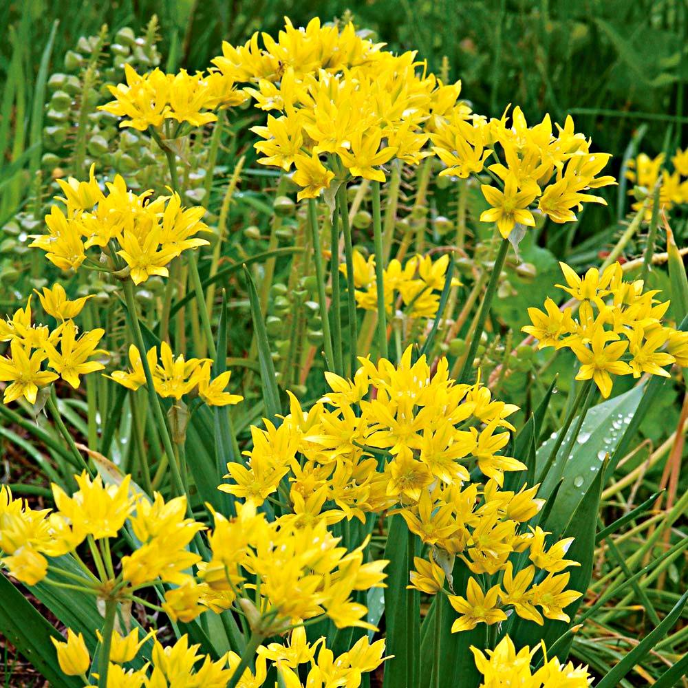 Yellow Onion Flower