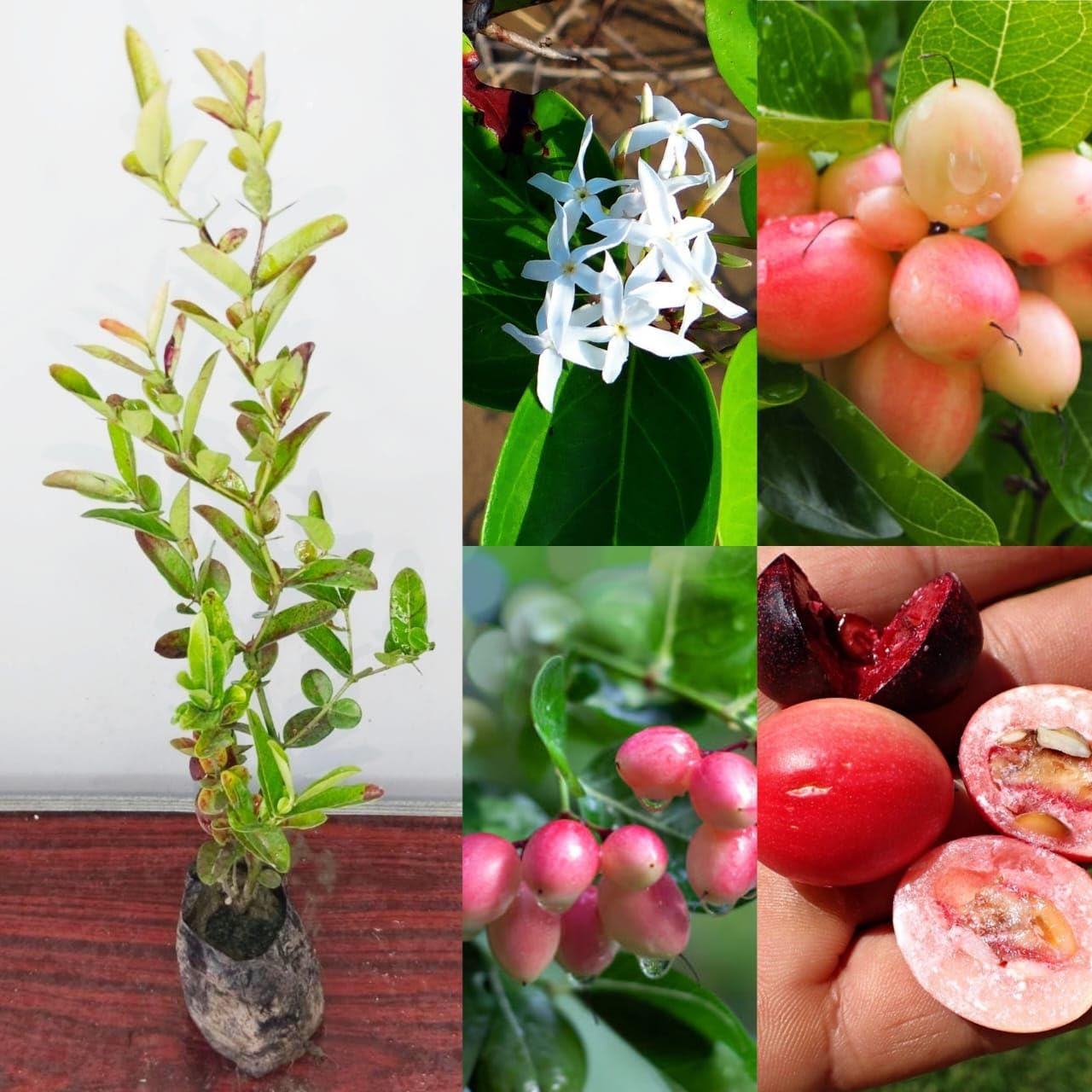 Golden Bloom 1 Live Rare Karonda Cherry Fruit Hybrid Karonda koromcha ...