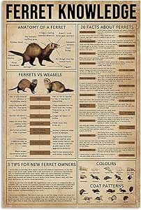 Amazon.com: Ferret Knowledge Metal Tin Signs Ferret Information Retro ...