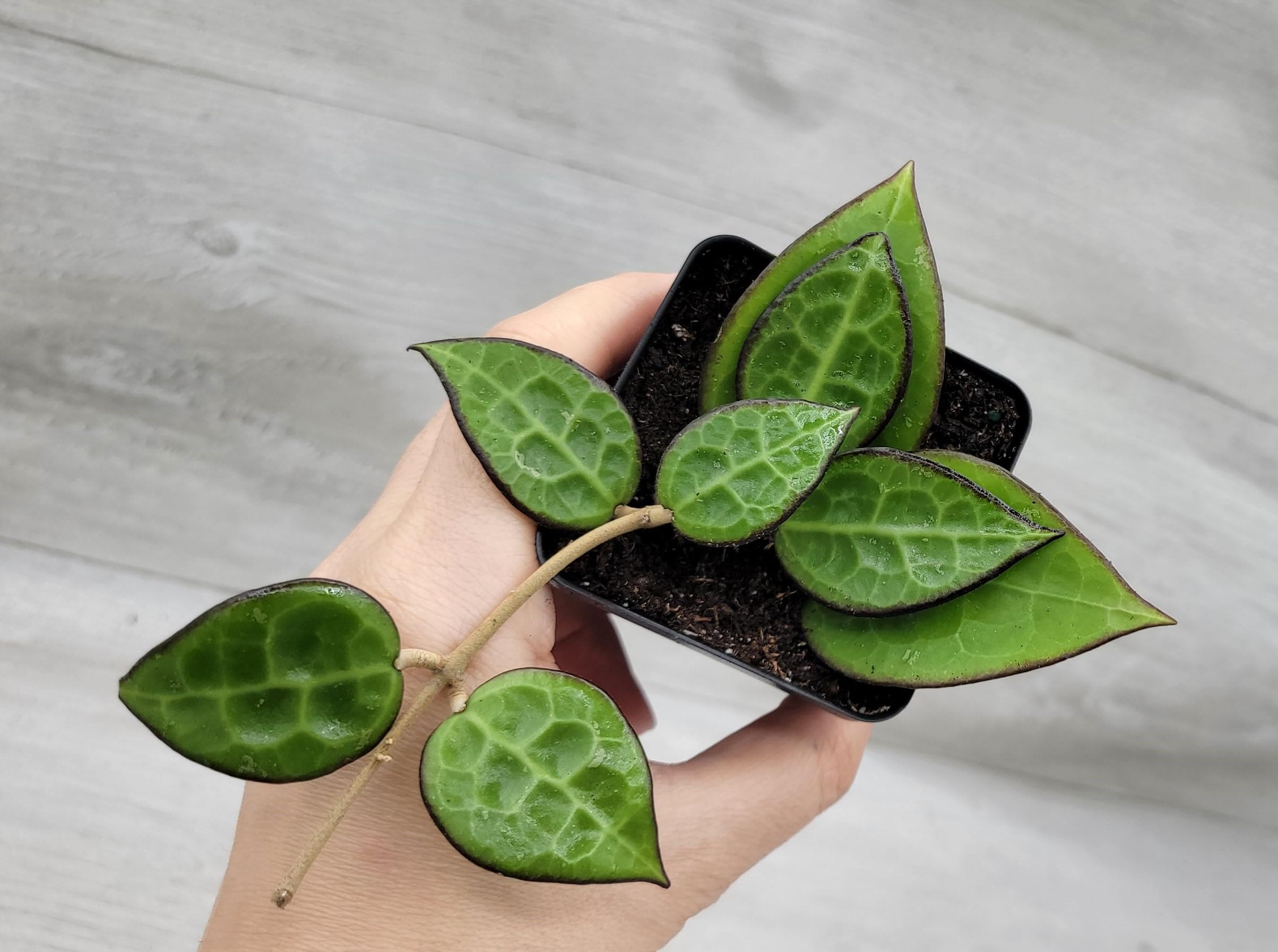Amazon.com : Hoya Black Margin in 4 inch Nursery Plant Pot Live Rare ...