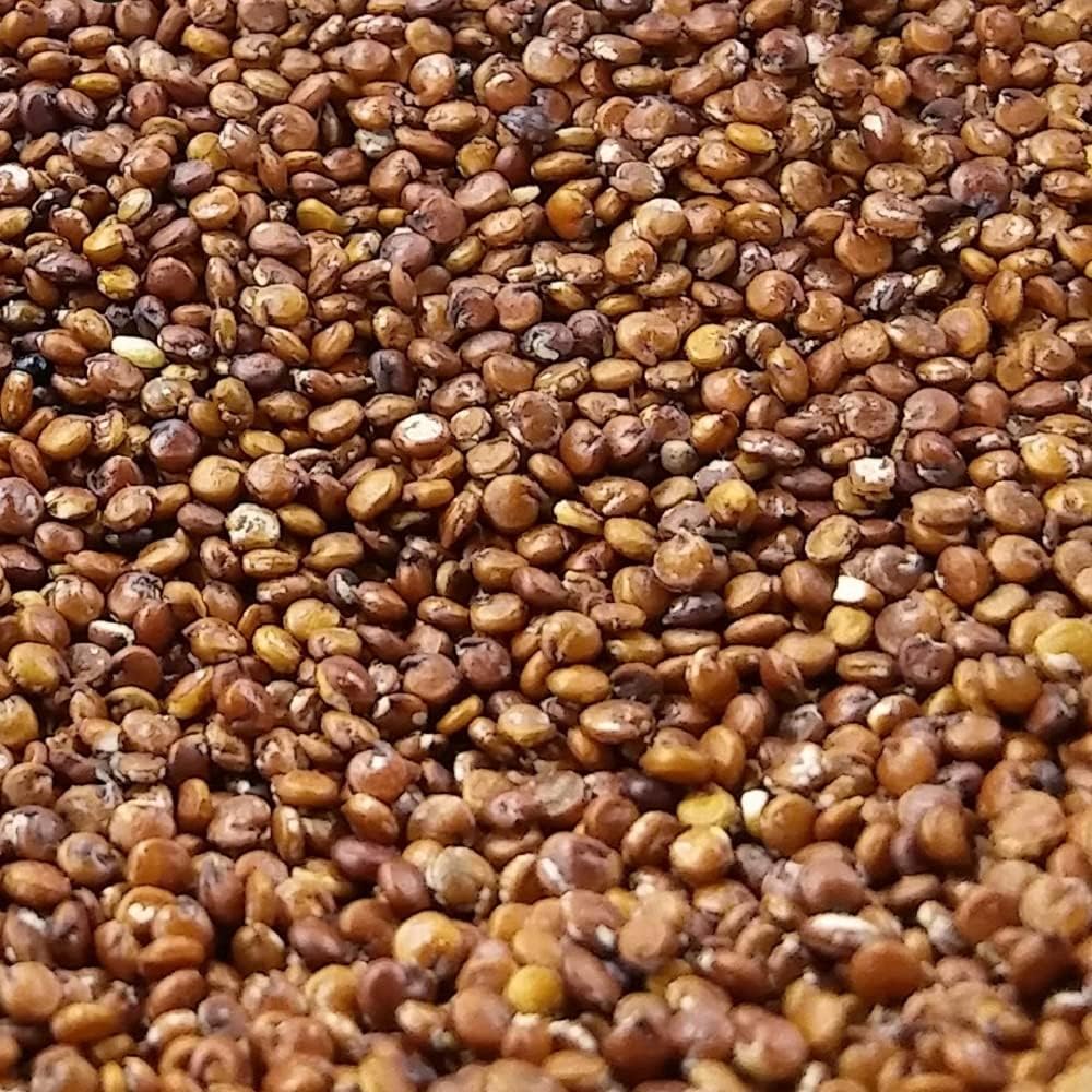 Organic Quinoa Red Peru 500g : Amazon.co.uk: Grocery