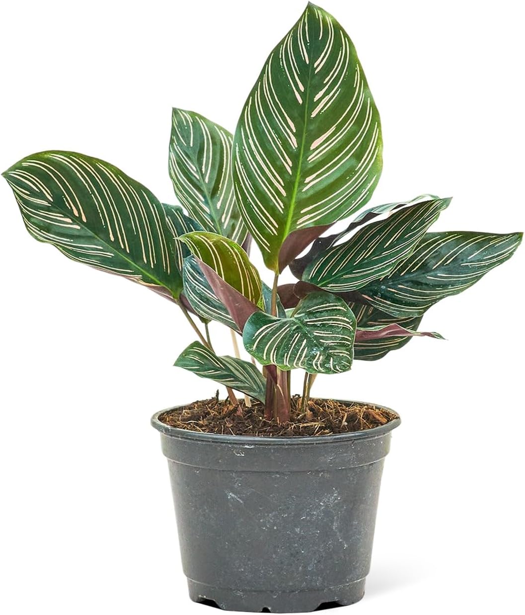 Amazon.com : Calathea Pinstripe Plant, 6" Pot - Calathea ornata : Patio ...