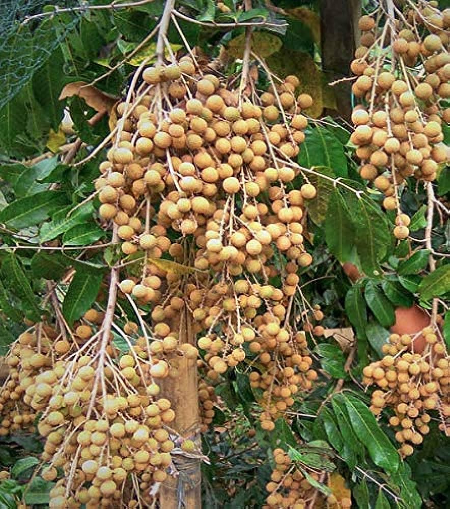 Cloud Farm Live Rare Dwarf Longan Fruit Plant, Thailand Variety Healthy Live Plant CF_277 ...