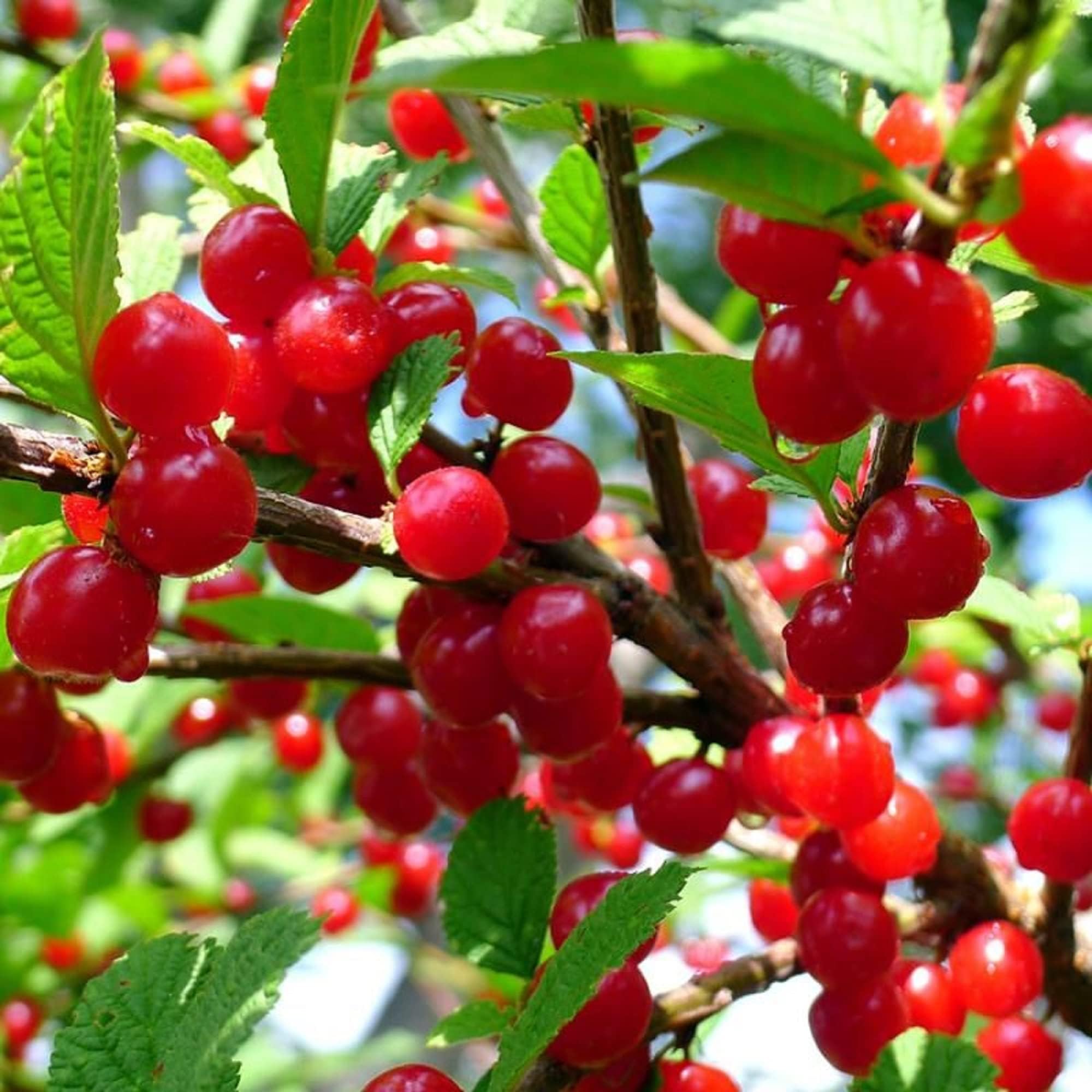 Amazon.com : CHUXAY GARDEN 20 Seeds Nanking Cherry Fruit Trees Hardy ...
